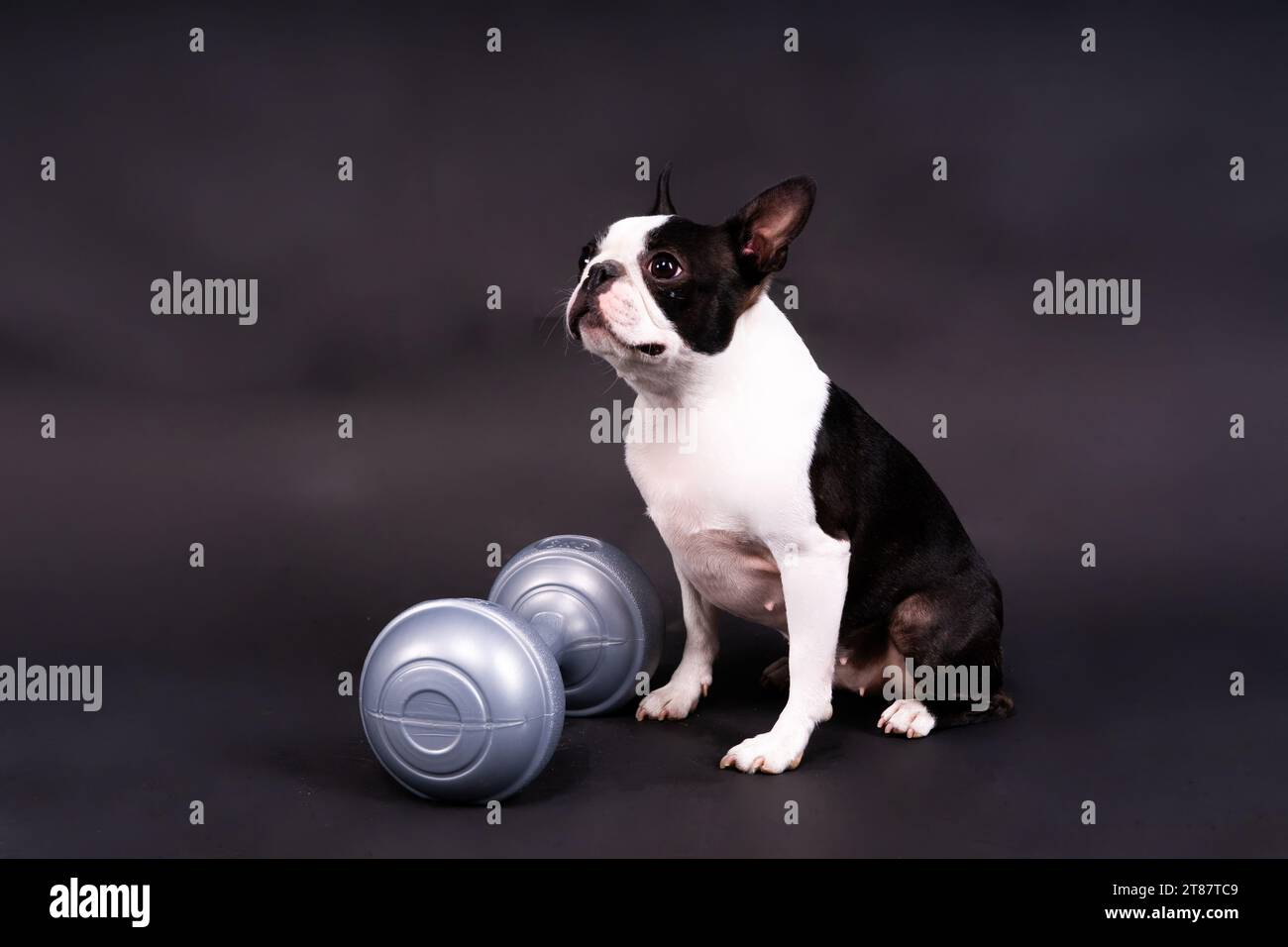 Smart puppy dog, boston terrier with sports equipment. Sport, fitness ...