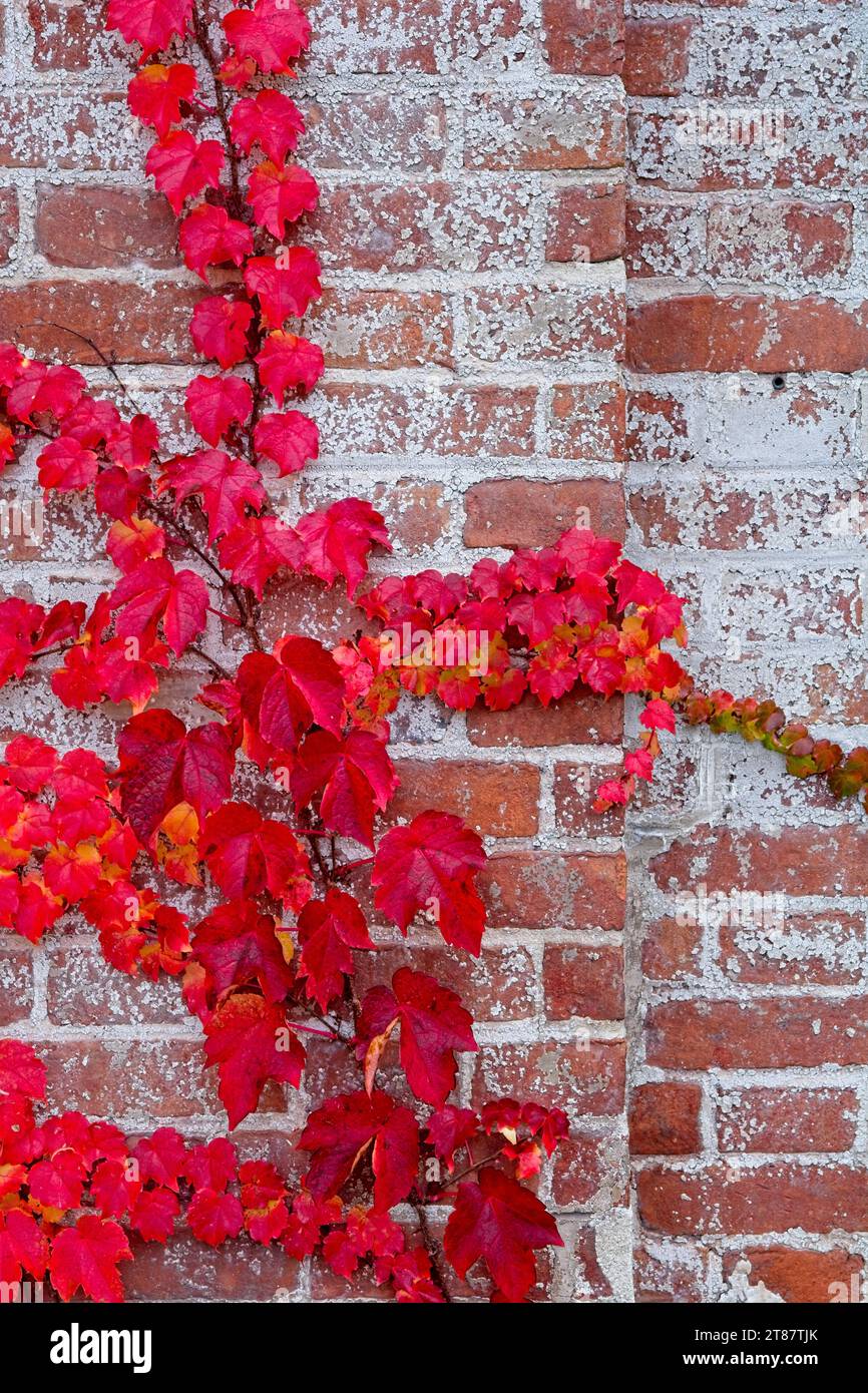 Brilliant scarlet Boston ivy (Parthenocissus tricuspidata) clinging to ...