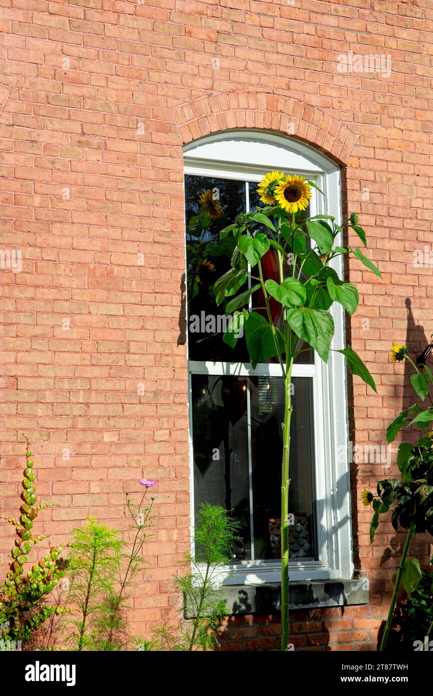 Tall sunflower standing before window in brick wall Stock Photo - Alamy
