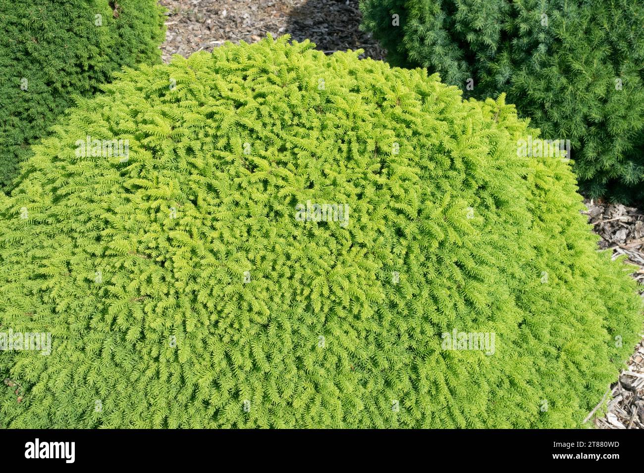 Dwarf norway spruce hi-res stock photography and images - Alamy