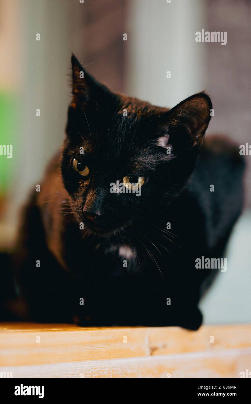 Short eyes hi-res stock photography and images - Alamy