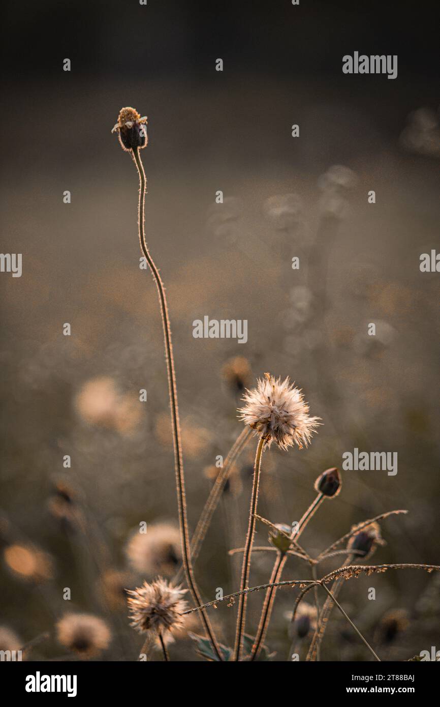 Multiplies values and photos wonderful Stock Photo - Alamy