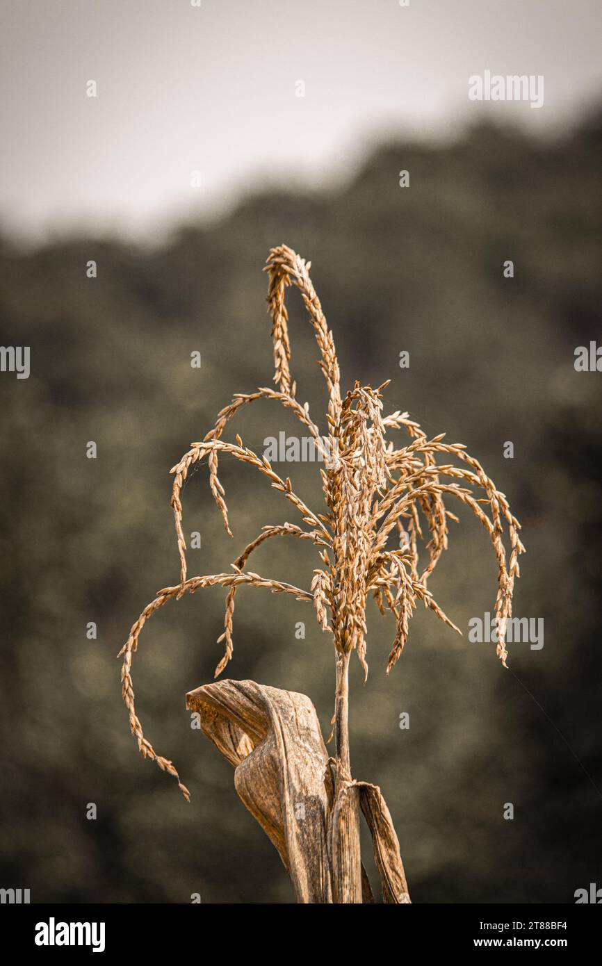 Multiplies values and photos wonderful Stock Photo - Alamy