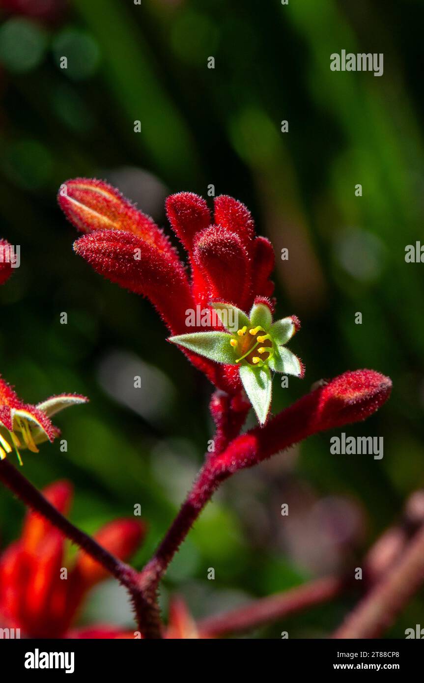 Sydney Australia, open flower of a red kangaroo paw plant Stock Photo ...