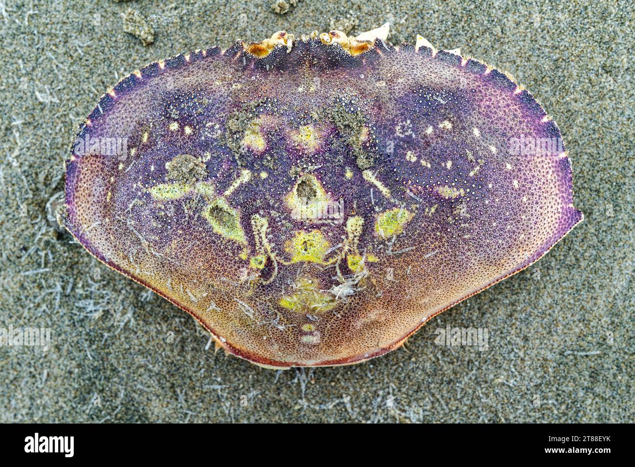 Detail of an empty crab shell on the beach of the Pacific Ocean near ...