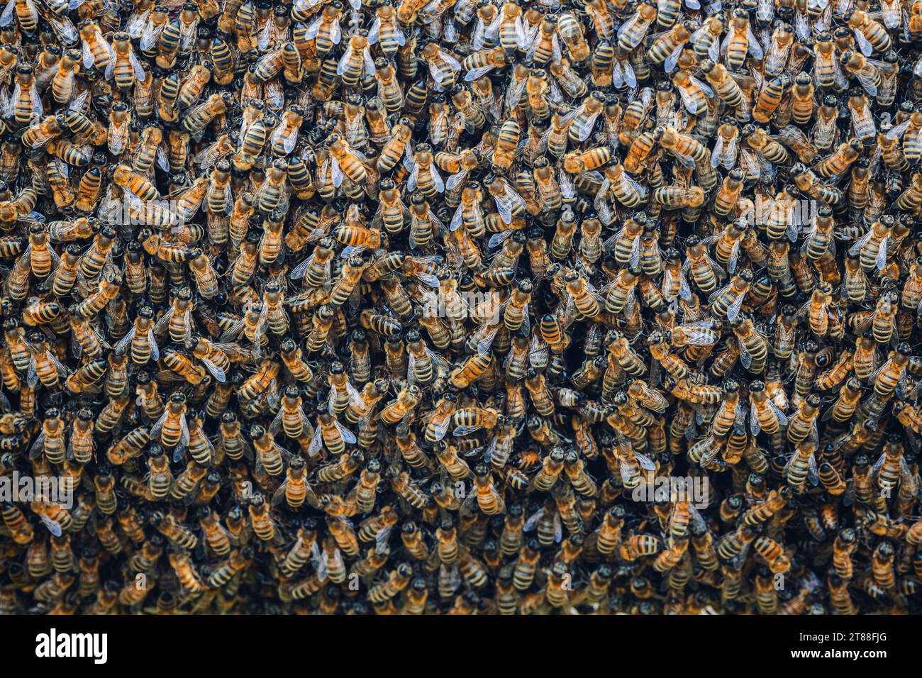 Hundreds of bees hi-res stock photography and images - Alamy