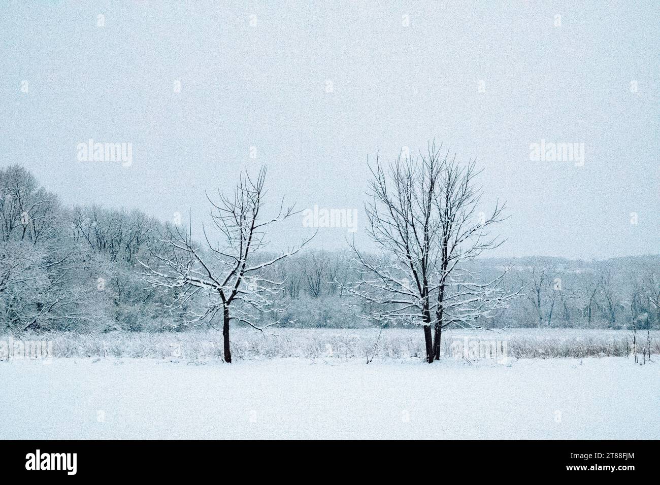 Two snow covered trees hi-res stock photography and images - Alamy
