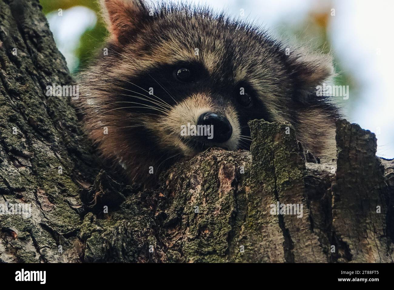 Young tree branch in close hi-res stock photography and images - Alamy