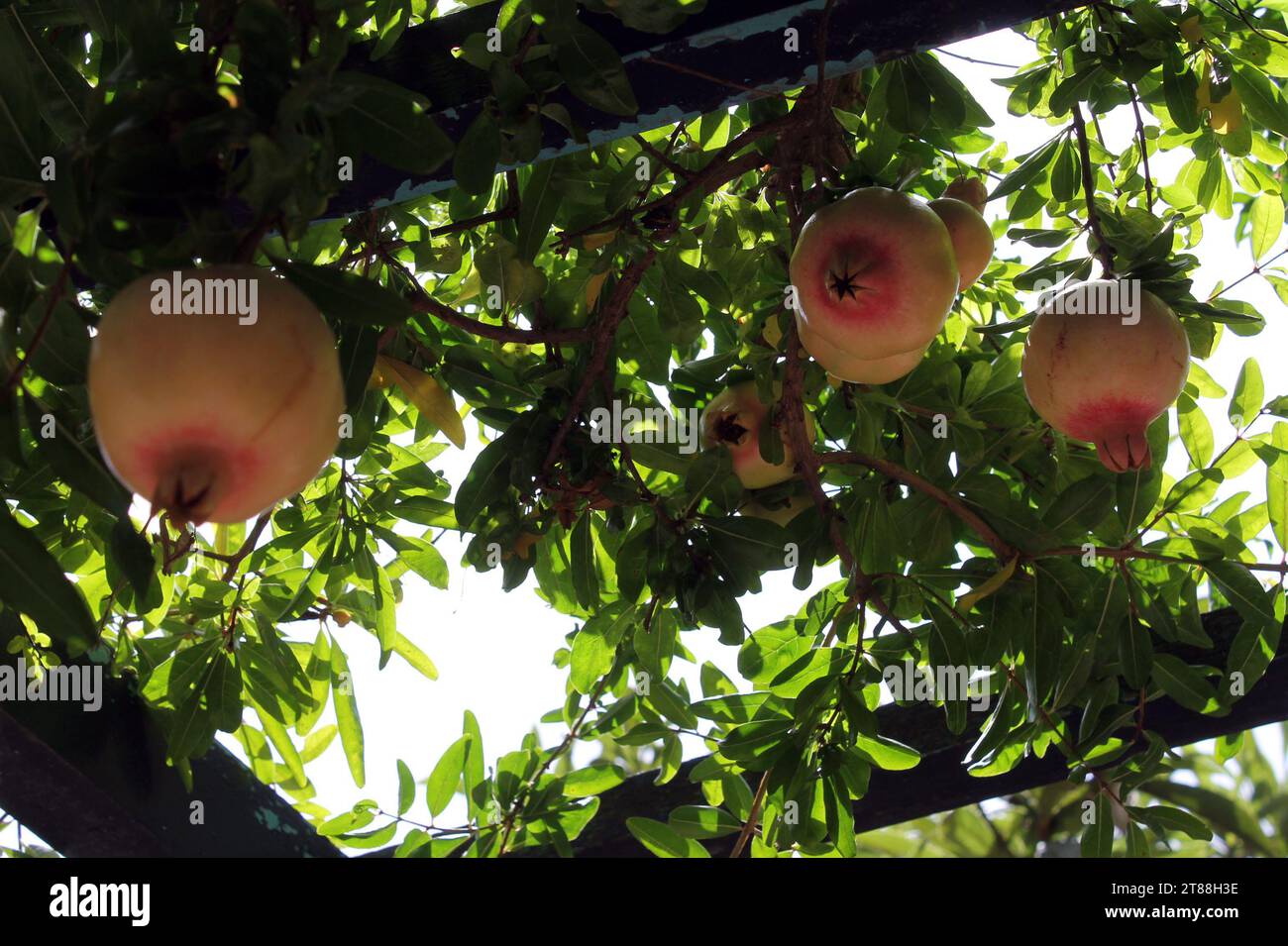 Tangier morocco garden hi-res stock photography and images - Alamy
