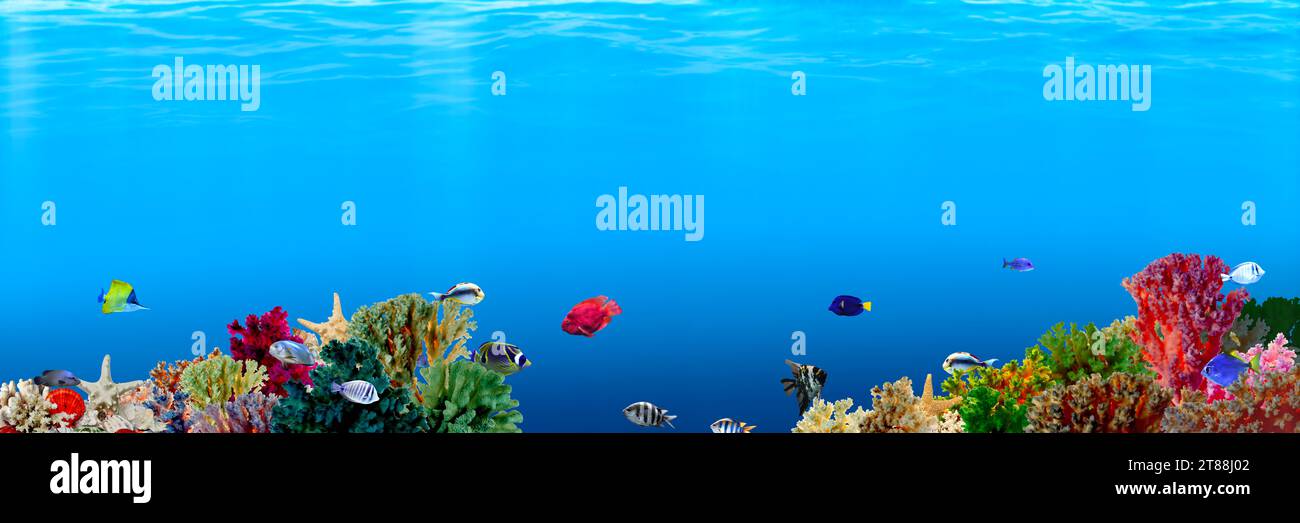 Beautiful corals and different fishes in sea, banner design. Underwater ...