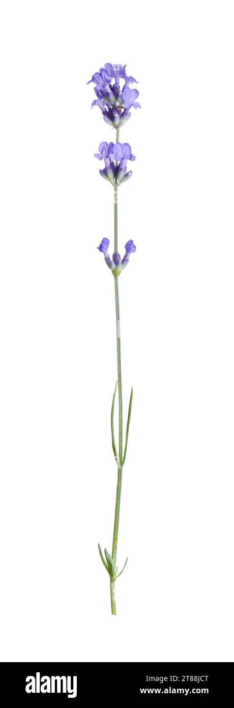 Beautiful blooming lavender flower isolated on white Stock Photo - Alamy