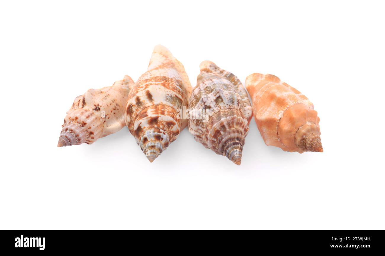 Beautiful seashells isolated on white, top view. Beach objects Stock ...