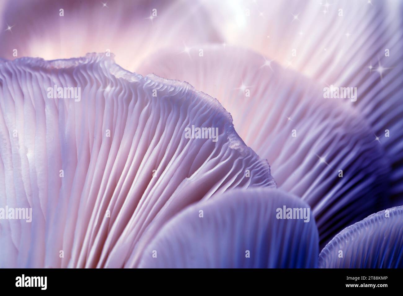 Fresh psilocybin (magic) mushrooms with stars, closeup view. Color ...