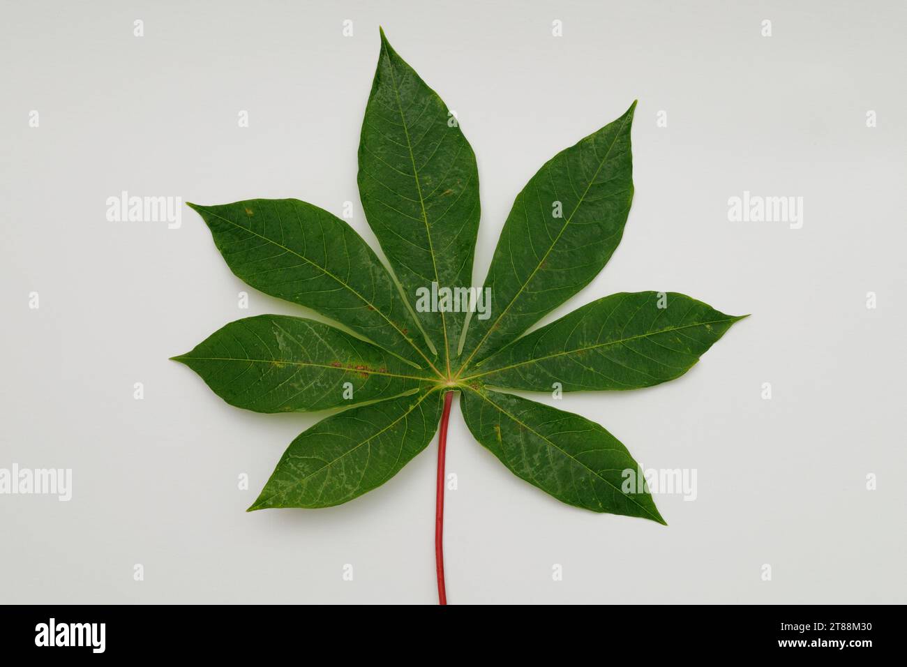 Single cassava leaf isolated on white background Stock Photo - Alamy