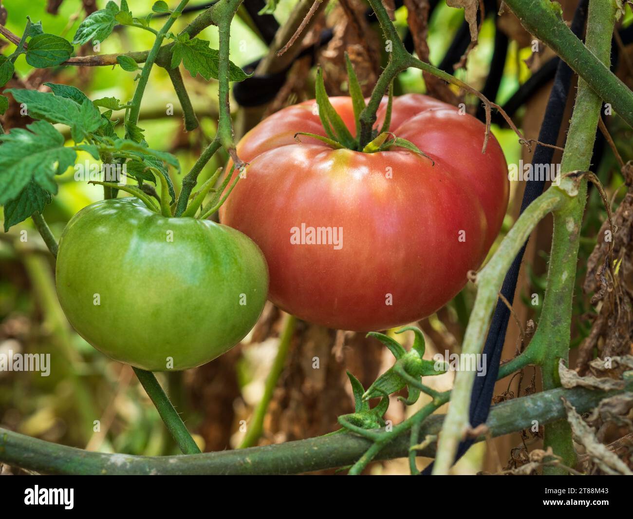 Variety of tomatos growing garden hi-res stock photography and images ...