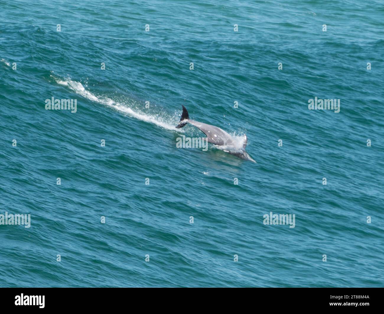 A Shiny grey Bottlenose Dolphin diving through the wave in the ...