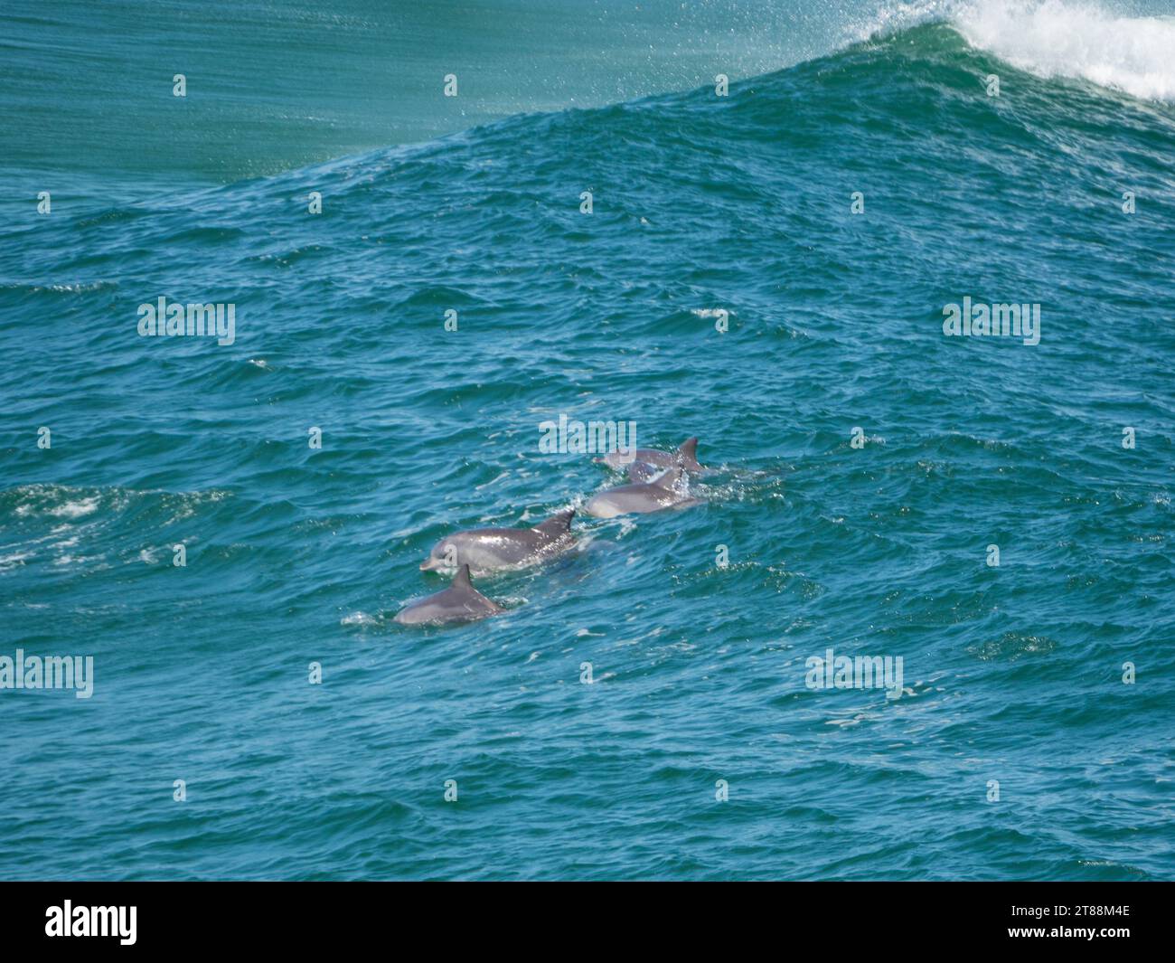 Pod of Shiny grey Bottlenose Dolphins, riding the wave as they swim ...