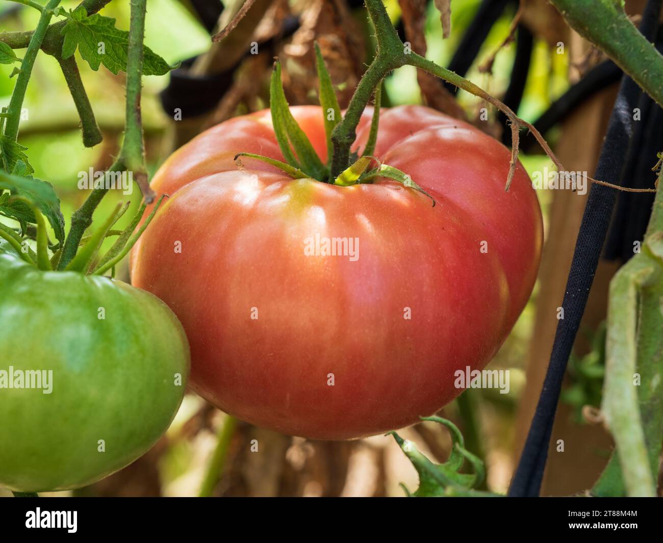 Variety of tomatos growing garden hi-res stock photography and images ...
