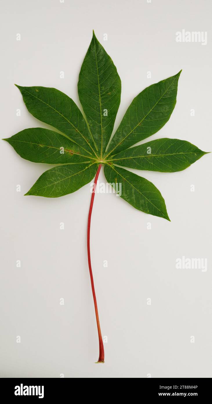 Single cassava leaf isolated on white background Stock Photo - Alamy