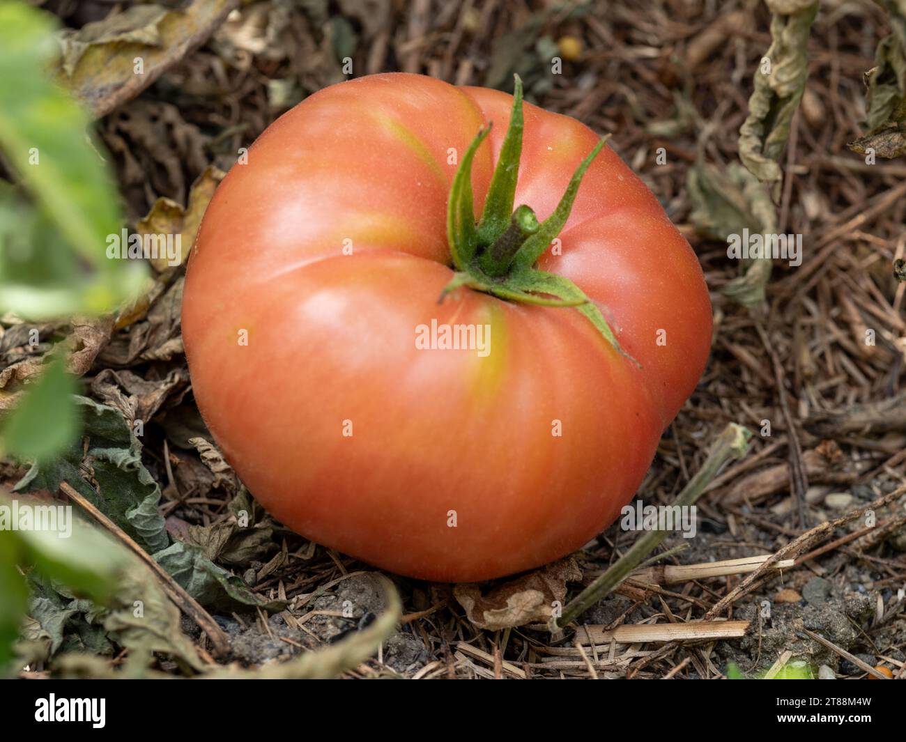 Mortgage lifter variety hi-res stock photography and images - Alamy