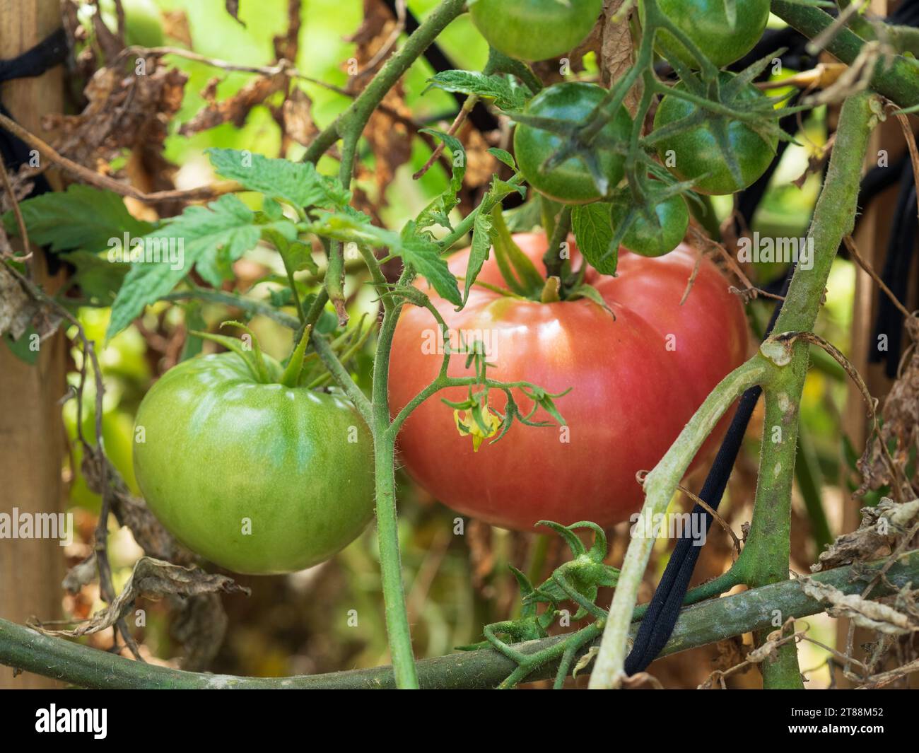 Variety of tomatos growing garden hi-res stock photography and images ...