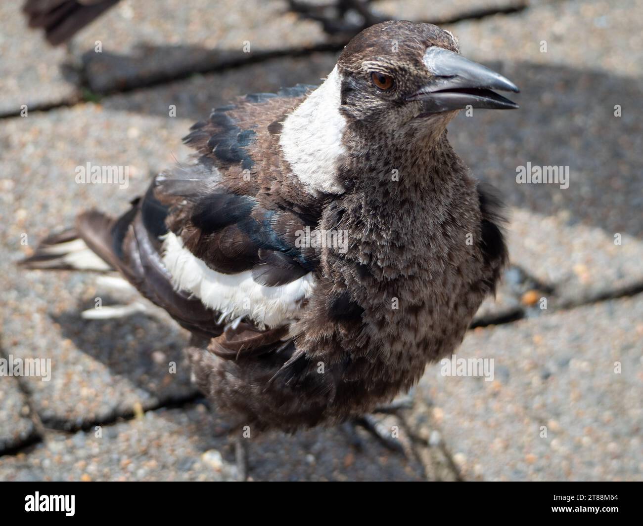 Changing colours, a young Australian Magpie with feathers changing as ...