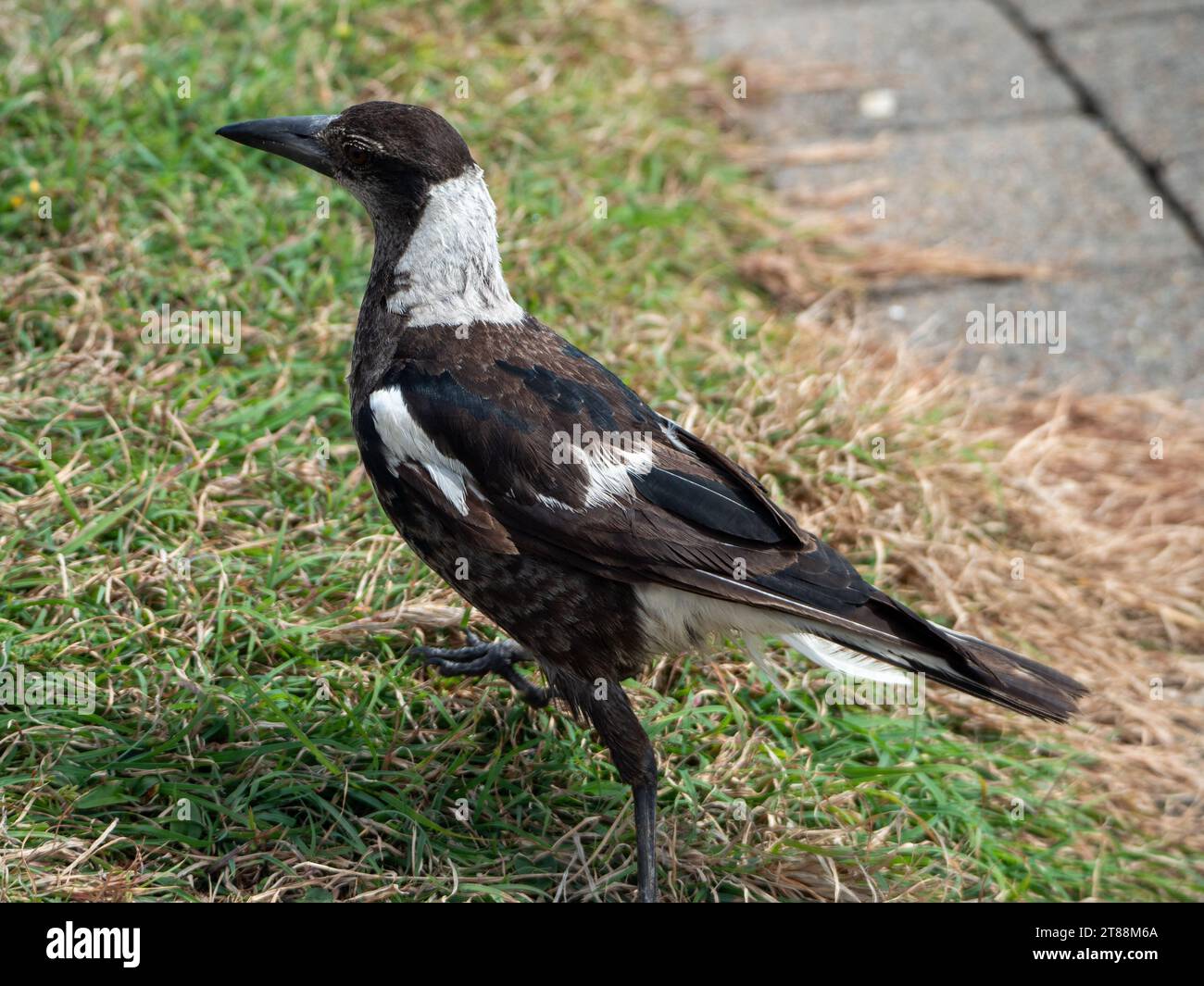 Changing colours, a young Australian Magpie with feathers changing as ...