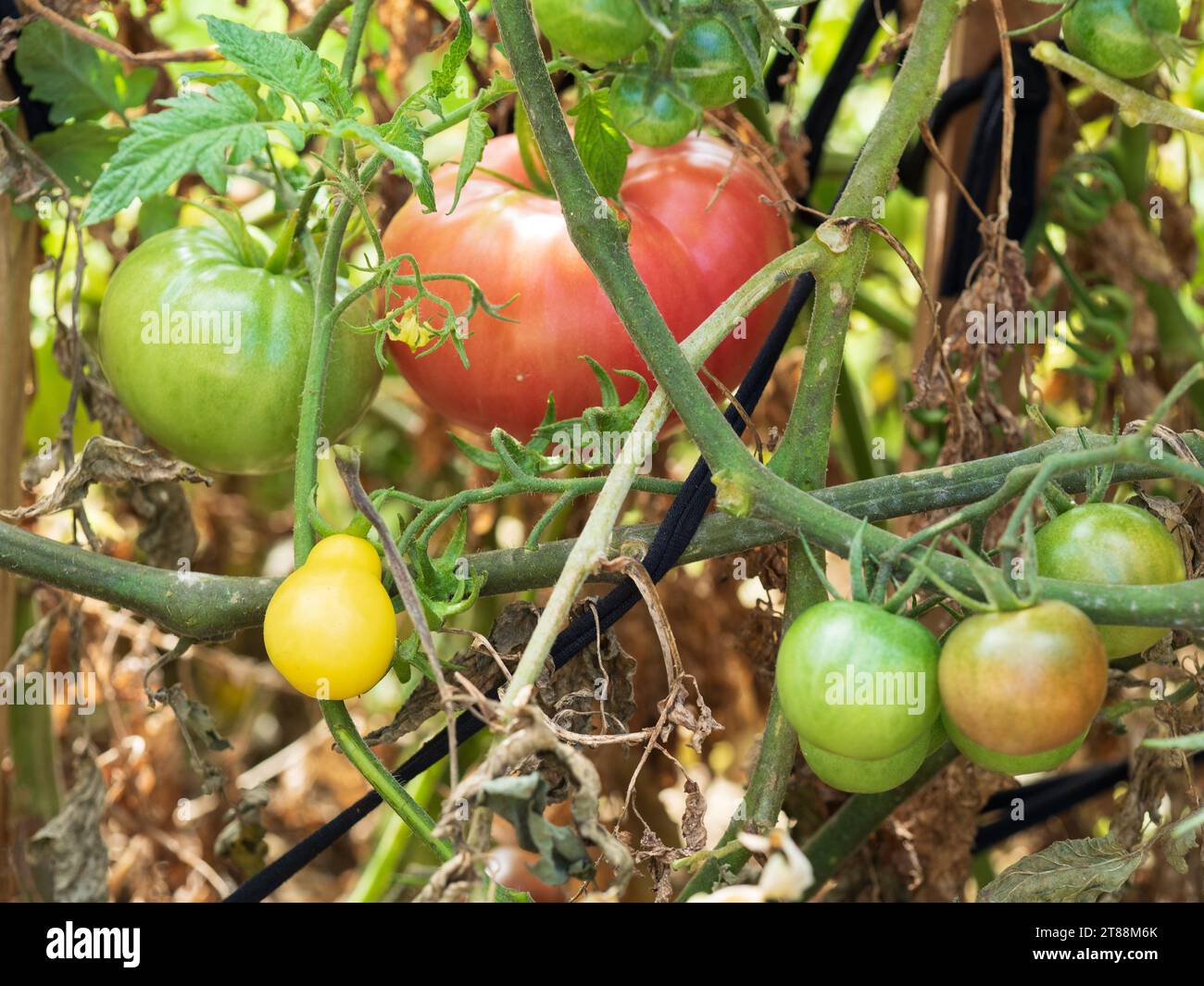 A variety of Heirloom Tomatoes, fruits on the vine in an Australian ...