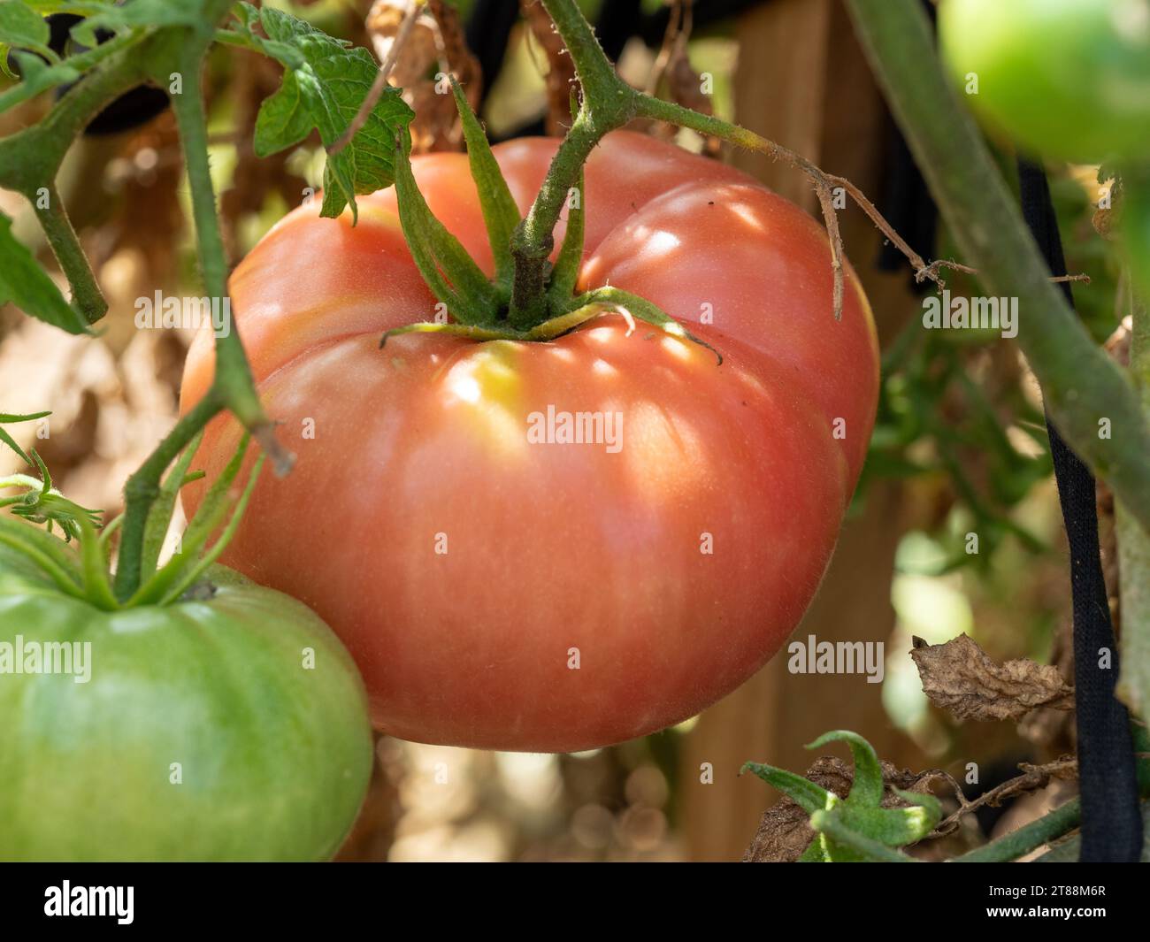 Two Heirloom Tomatoes on the vine, one ripe and red and one green and ...