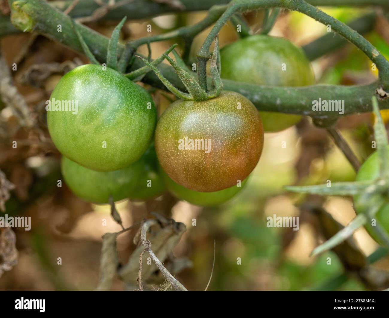 Plant life cycle phases hi-res stock photography and images - Alamy