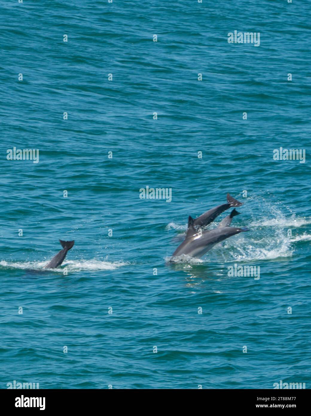 Three Dolphins diving back into the blue sea water off the back of a ...