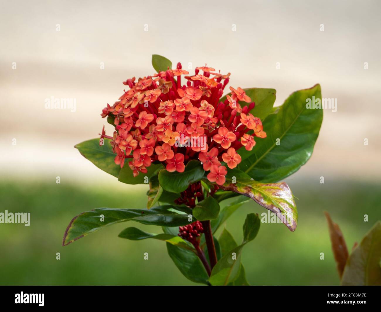 Coral Fire flowers, ixora coccinea, scarlet orange blooms and green leaves, blurred green and ...