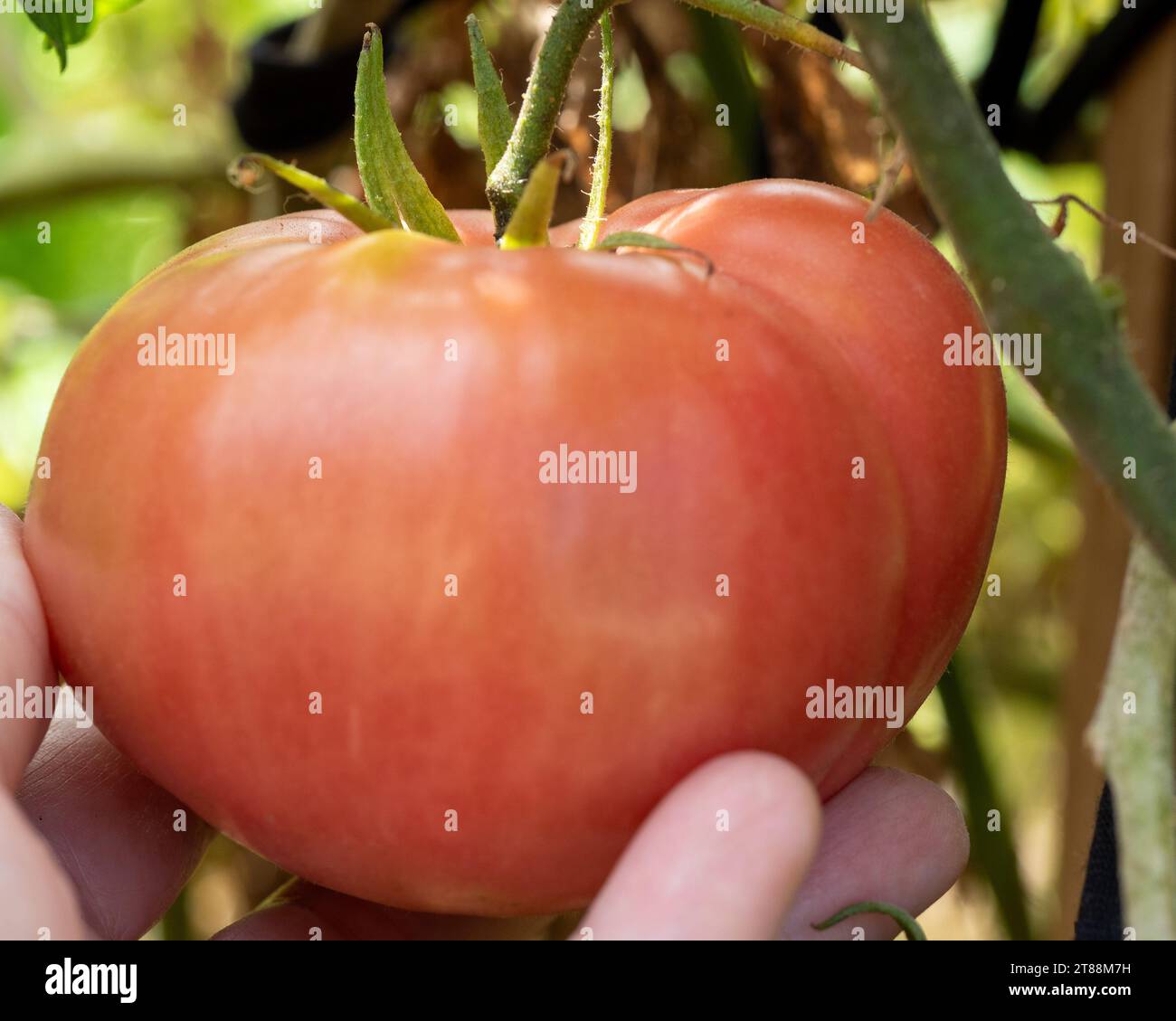 Large ripe red Heirloom variety tomato ‘Mortgage Lifter’ being picked from the vine in an ...