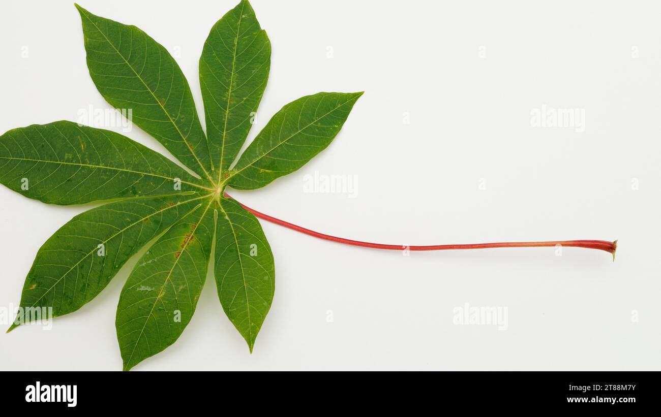 Single cassava leaf isolated on white background Stock Photo - Alamy