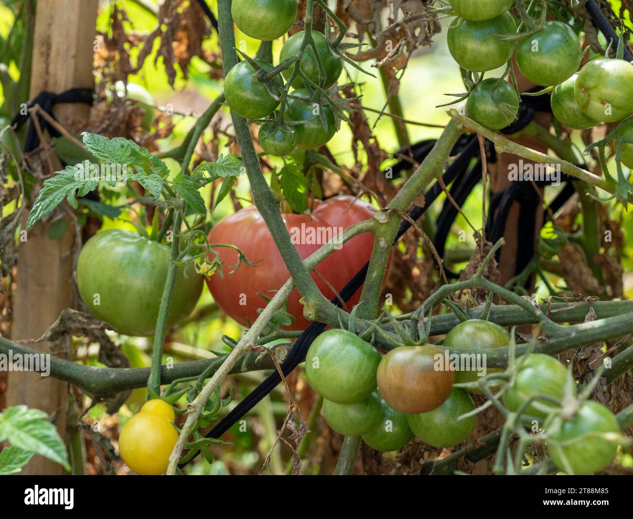 Variety of tomatos growing garden hi-res stock photography and images ...