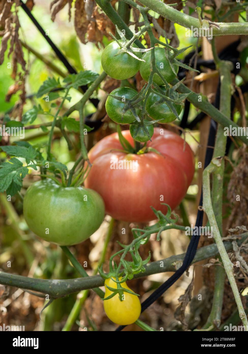 Two Heirloom Tomatoes on the vine, one ripe and red and one green and ...