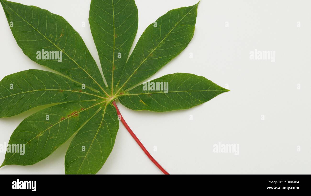 Single cassava leaf isolated on white background Stock Photo - Alamy
