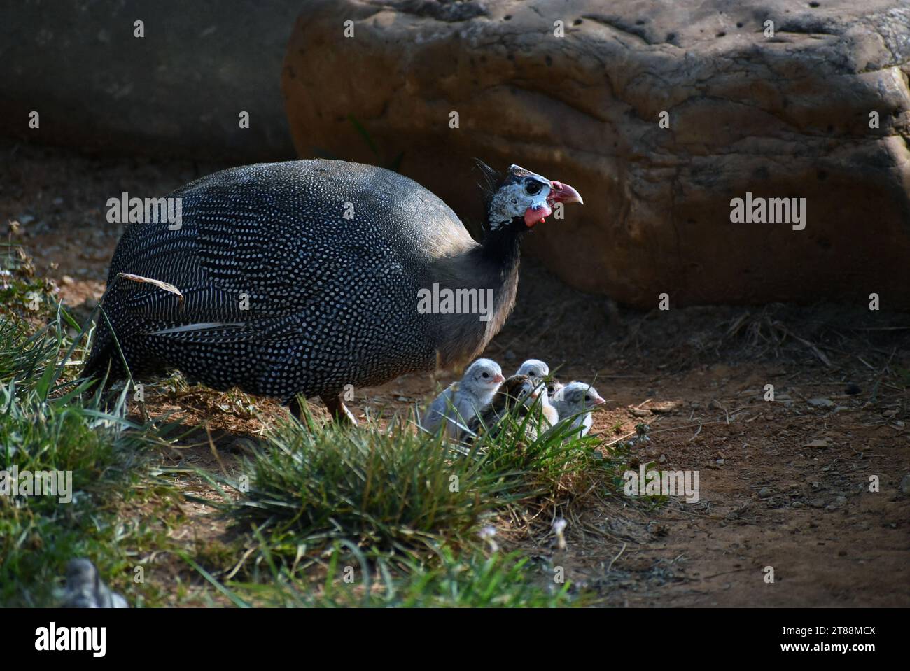 Guineafowl and their keets wandering around a farm Stock Photo - Alamy