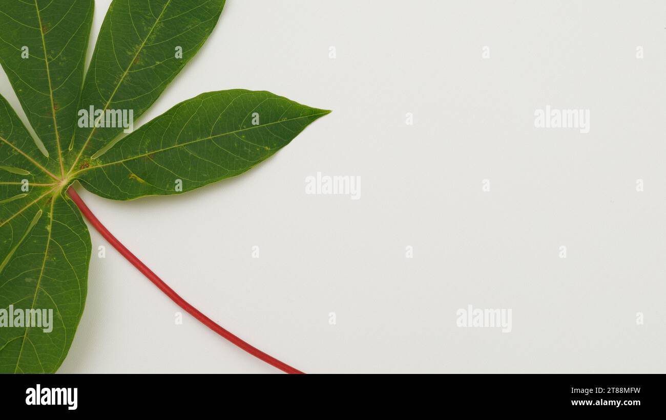 Single cassava leaf isolated on white background Stock Photo - Alamy