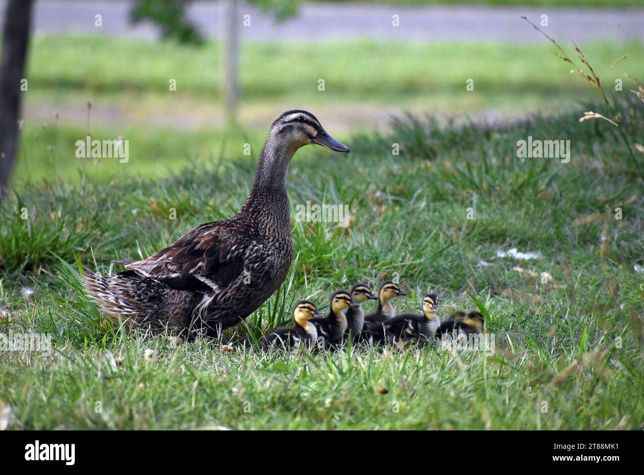 Ducklings barnyard hi-res stock photography and images - Alamy