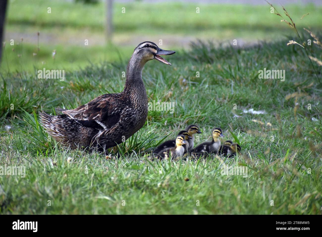 Ducklings barnyard hi-res stock photography and images - Alamy