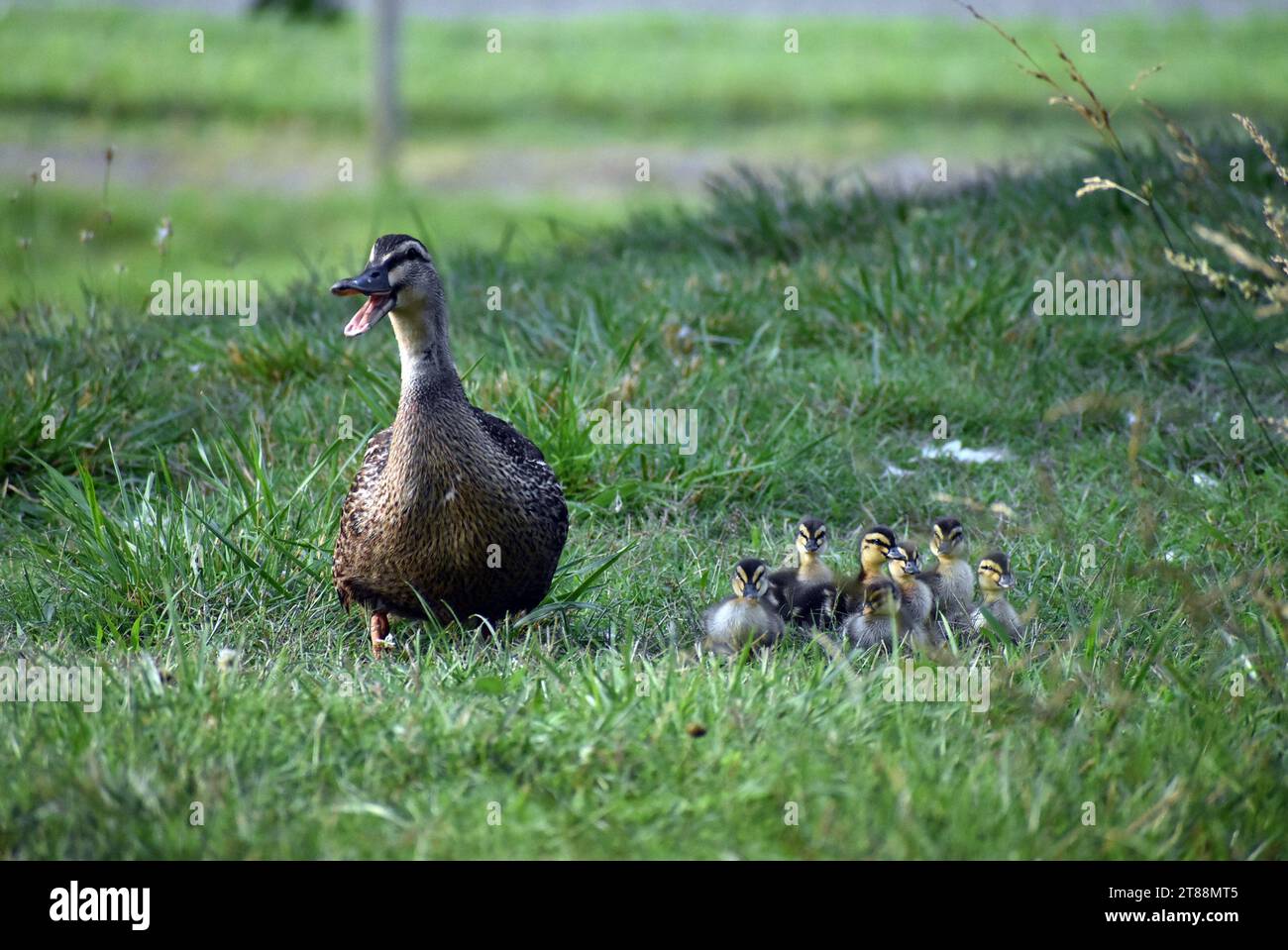 Ducklings barnyard hi-res stock photography and images - Alamy