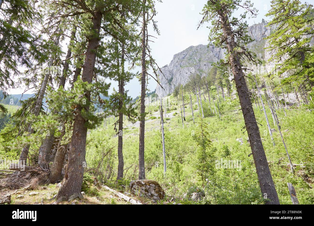 Trekking in the Rugova Valley, part of Kosovo's Accursed Mountains ...