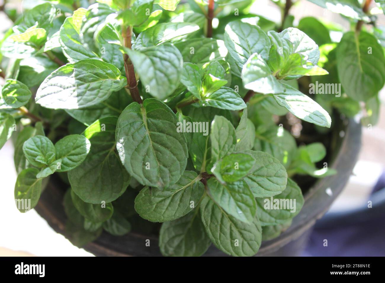 Mint pot window hi-res stock photography and images - Alamy