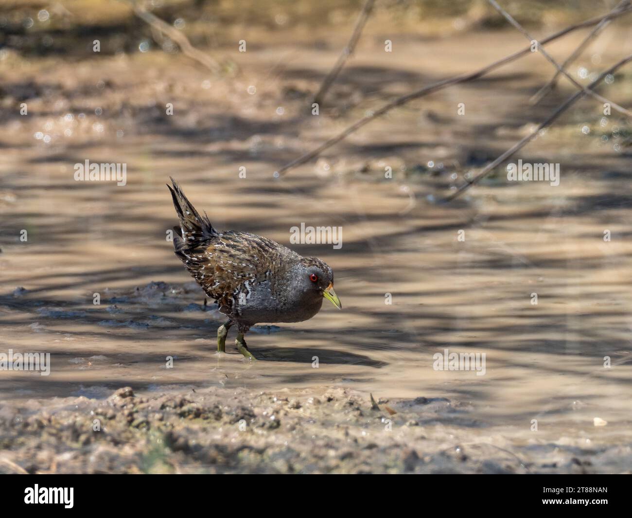 Australian crake, Porzana fluminea,in Cunnamulla, Queensland, Australia ...