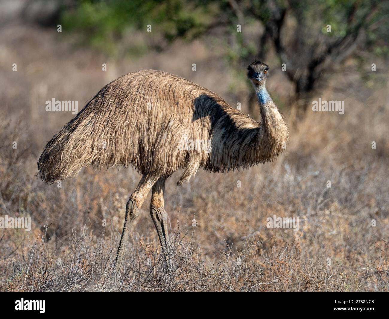 Emu, Dromaius novaehollandiae, a native flightless bird in the outback ...