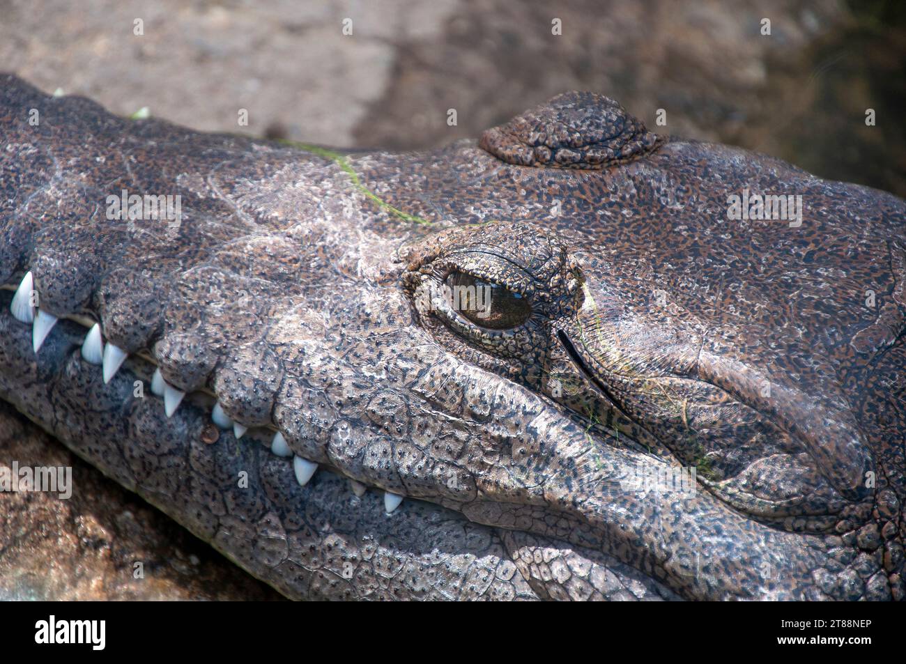 Sydney Australia, close-up of eyes and jaw of a freshwater crocodile ...
