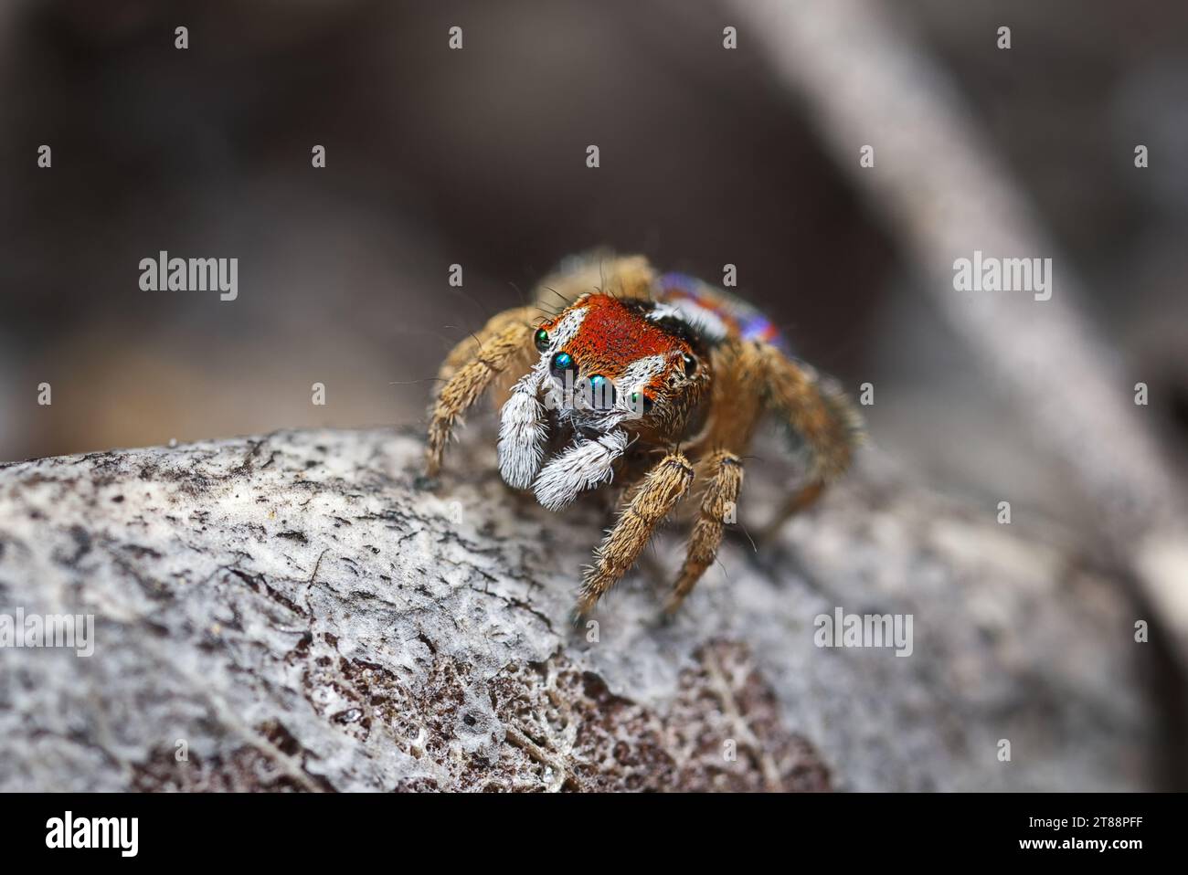 Male Peacock spider, Maratus linnaei, in his breeding colours Stock ...