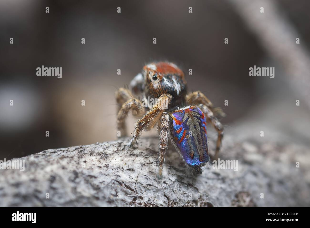 Male Peacock spider, Maratus linnaei, in his breeding colours Stock ...