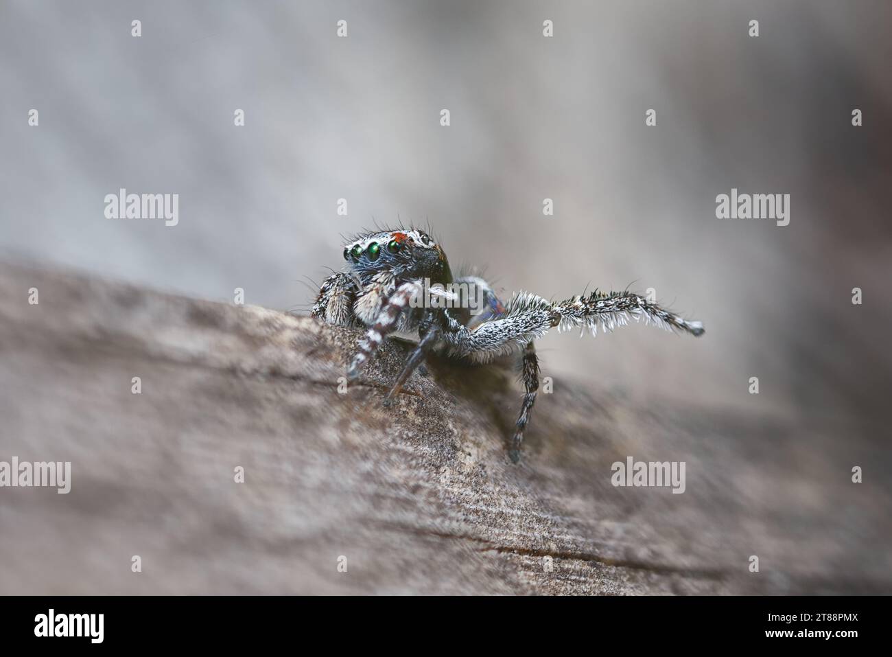 Male Peacock spider, Maratus aquilus, in his breeding colours Stock ...